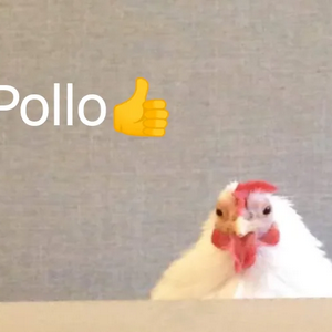 🔥 If Pollo👍 has a personality type...