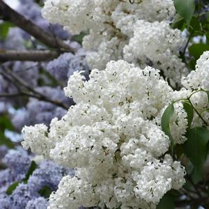 🔥 If May 12 (Lilac) has a personality type...