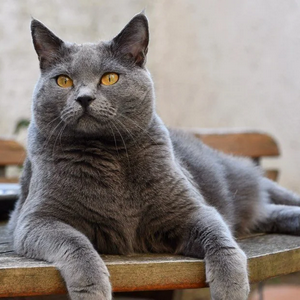 🔥 If Chartreux has a personality type...