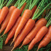 🔥 If Carrot has a personality type...
