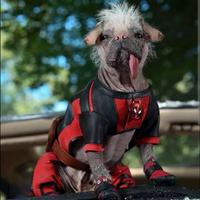 🔥 Mary Puppins "Dogpool" MBTI | Deadpool & Wolverine (2024) Personality ...