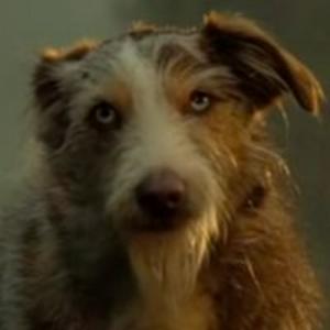🔥 Barnabas the Dog MBTI | The Sandman (2022) Personality Types
