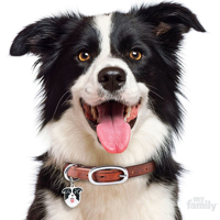 🔥 If Border Collie has a personality type...