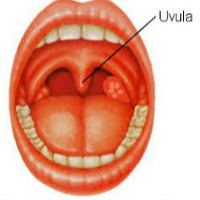 🔥 If Uvula has a personality type...