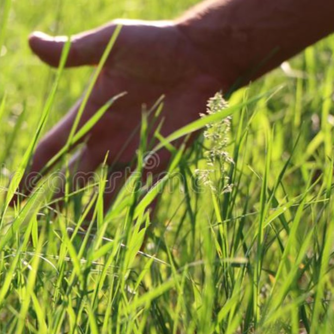 🔥 If Touch Grass (Grassless PDBee Movie) has a personality type...