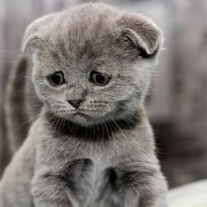 🔥 If Neurotic cat has a personality type...