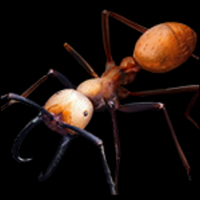 🔥 New World General MBTI | The Ants: Underground Kingdom Personality Types