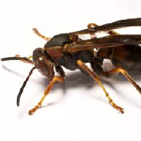 🔥 If Wasp has a personality type...