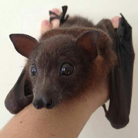 🔥 If Bat has a personality type...
