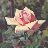 🔥 If Flower has a personality type...