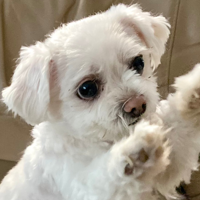 What do you think Lucy / Rat (BadBoyHalo's Dog)'s personality is?