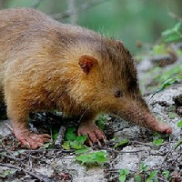 🔥 If Atopogale cubana (Cuban solenodon) has a personality type...