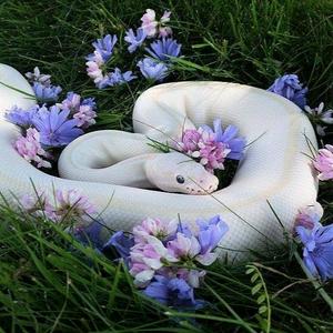 🔥 If Snake has a personality type...