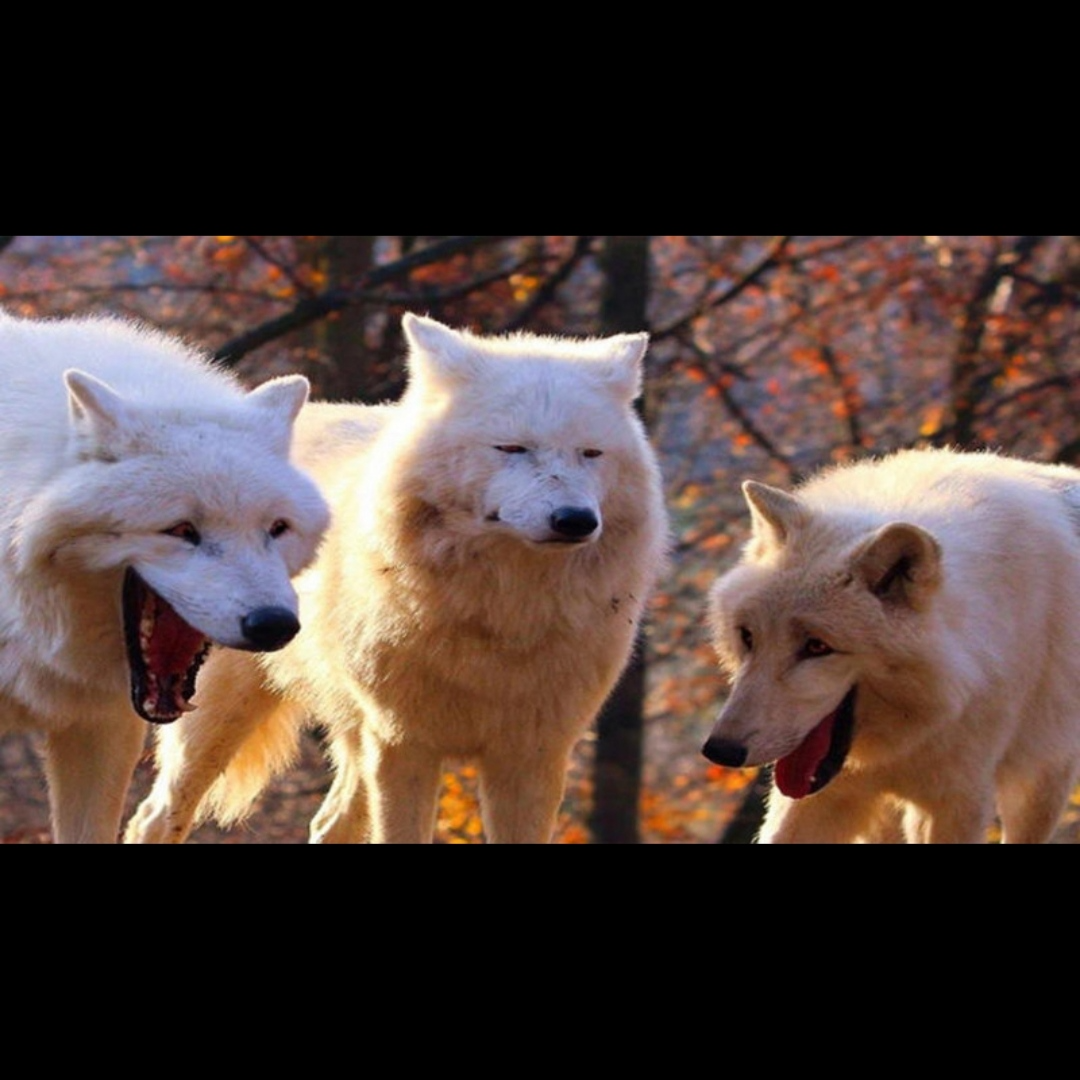 🔥 If Laughing Wolves has a personality type...