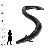 🔥 If Loch Awe Monster has a personality type...