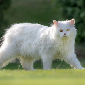 🔥 If Russian white cat has a personality type...