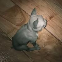 🔥 Dog MBTI | Supernatural Personality Types