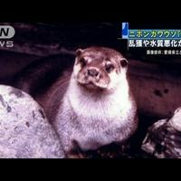 🔥 If Japanese river otter has a personality type...