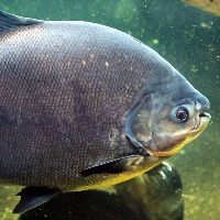 🔥 If Pacu has a personality type...