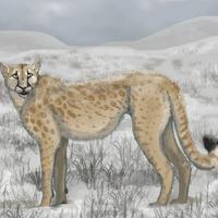 🔥 If American Cheetah (Miracinonyx) has a personality type...
