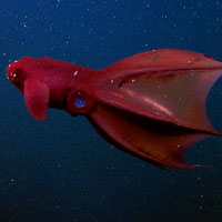 🔥 If Vampire Squid has a personality type...