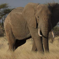 🔥 If Elephant has a personality type...