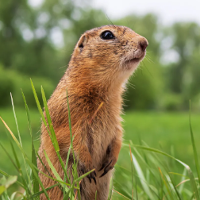🔥 If Gopher has a personality type...