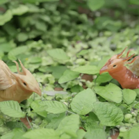 🔥 SCP-111 - "Dragon-Snails™" MBTI | SCP Foundation Personality Types