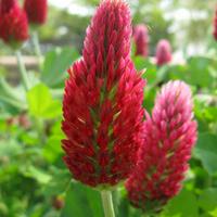 🔥 If Crimson clover has a personality type...