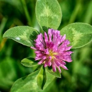 🔥 If June 17 (Clover) has a personality type...