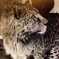 🔥 If Leopon has a personality type...