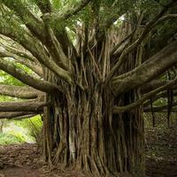 🔥 If Chinese banyan has a personality type...