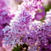 🔥 If Purple Lilac has a personality type...