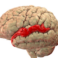 🔥 If Auditory Cortex has a personality type...