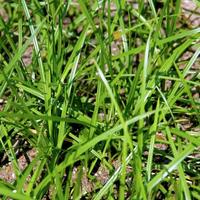 🔥 If Nut grass has a personality type...