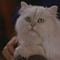 🔥 Snowbell MBTI | Stuart Little Personality Types