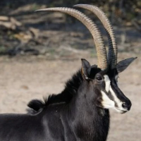 🔥 If Sable Antelope has a personality type...