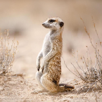 🔥 If Meerkat has a personality type...