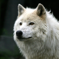 🔥 If Arctic Wolf has a personality type...