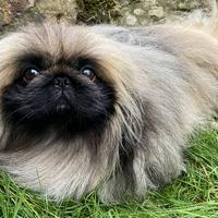 🔥 Tricki woo MBTI | All Creatures Great and Small (2020) Personality Types