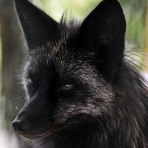 🔥 If Black Fox has a personality type...