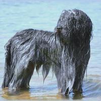 🔥 If Wet dog has a personality type...