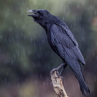 🔥 If Raven has a personality type...