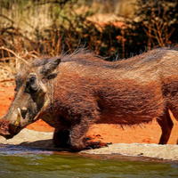 🔥 If Warthog has a personality type...