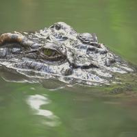 🔥 Crocodile MBTI | "Aaron's Animals" skits Personality Types