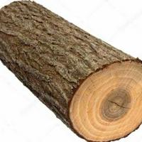 🔥 If Wood has a personality type...