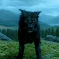 🔥 Sirius Black (dog form) MBTI | Harry Potter Personality Types