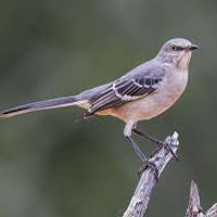 🔥 If Mockingbird has a personality type...