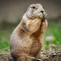🔥 If Prairie dog has a personality type...