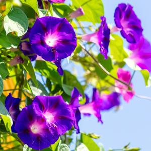 🔥 If June 25 (Morning Glory) has a personality type...